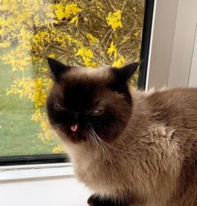 Exotic cat becomes internet sensation when his photos are seen by the ...