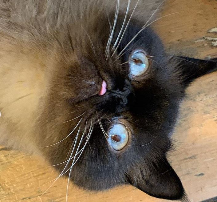 Exotic cat becomes internet sensation when his photos are seen by the ...