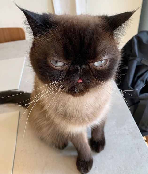 Exotic cat becomes internet sensation when his photos are seen by the ...