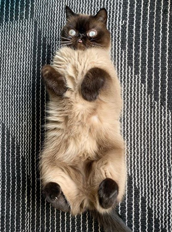 Exotic cat becomes internet sensation when his photos are seen by the ...