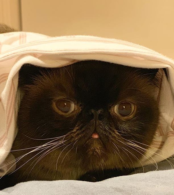 Exotic cat becomes internet sensation when his photos are seen by the ...