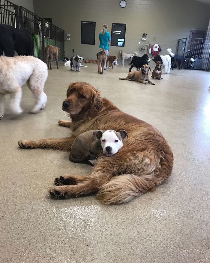 Dog habitually finds fluffiest pups in the shelter so she can take warm ...