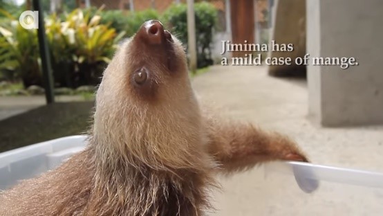 Baby Sloth Is Given A Bath In Adorable Video