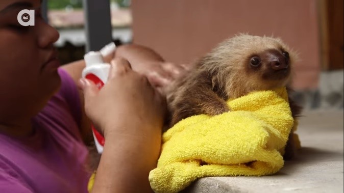 Baby Sloth Is Given A Bath In Adorable Video