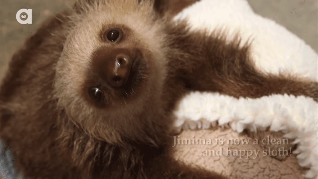 Baby Sloth Is Given A Bath In Adorable Video