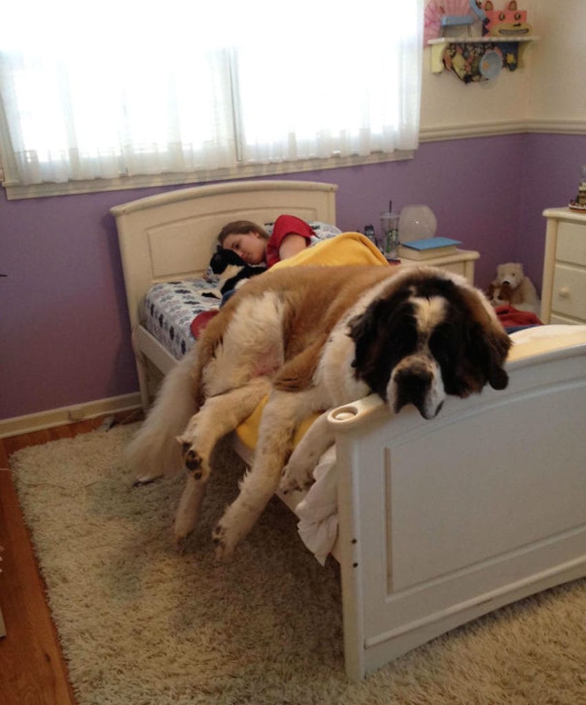 50 gigantic dogs who have no clue how big they really are