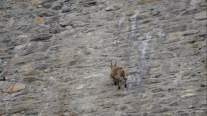 Ibex Defies Gravity In Terrifying Climb Up Dam Wall
