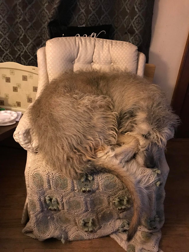 50 gigantic dogs who have no clue how big they really are