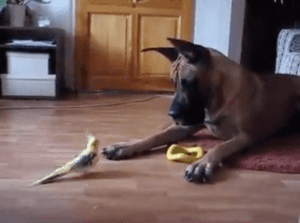 50 gigantic dogs who have no clue how big they really are