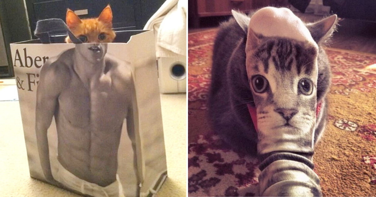 35+ Cats Whose Timing Was Executed Perfectly In Photos