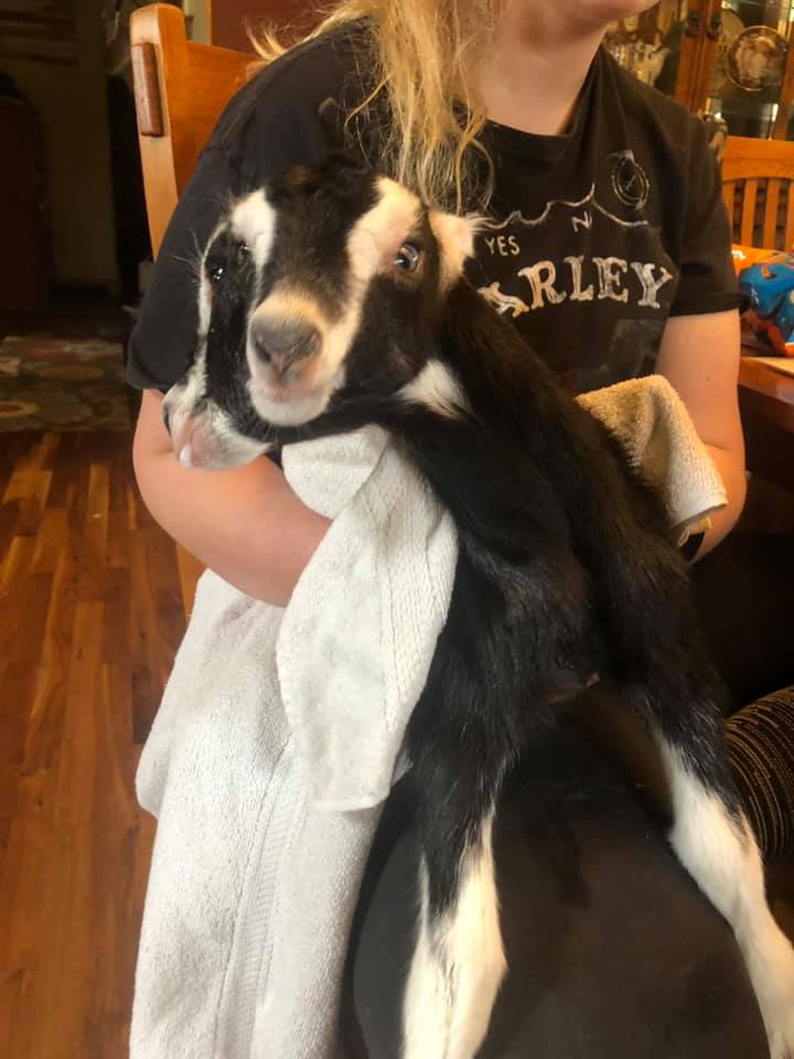 Amazing Two-Headed Goat Born In Wisconsin