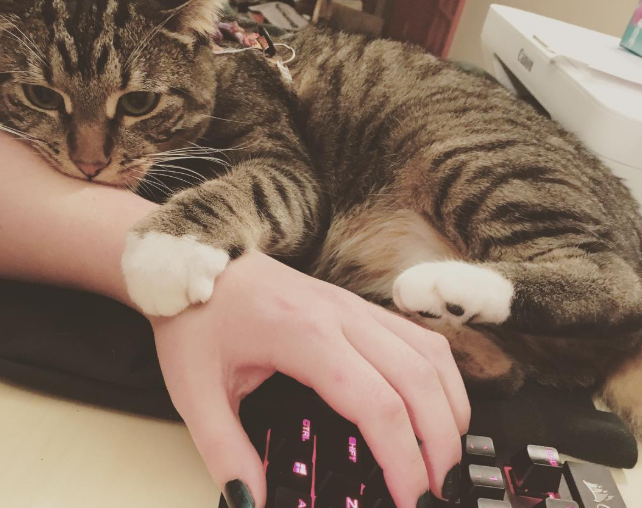 45 Feelings All Cat Owners Have Experienced