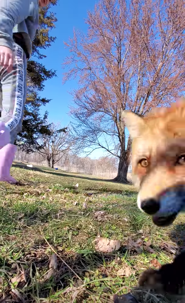 Cute rescue fox steals phone and runs away laughing