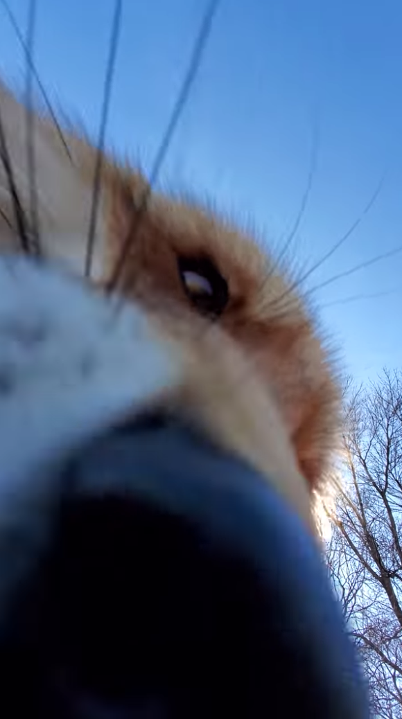 Cute rescue fox steals phone and runs away laughing