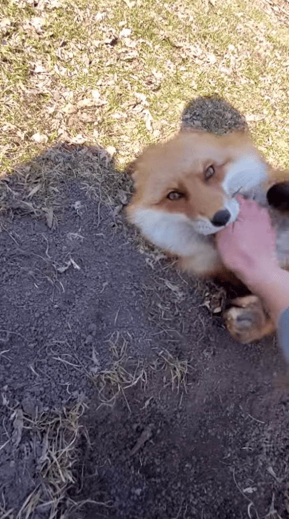 Cute rescue fox steals phone and runs away laughing