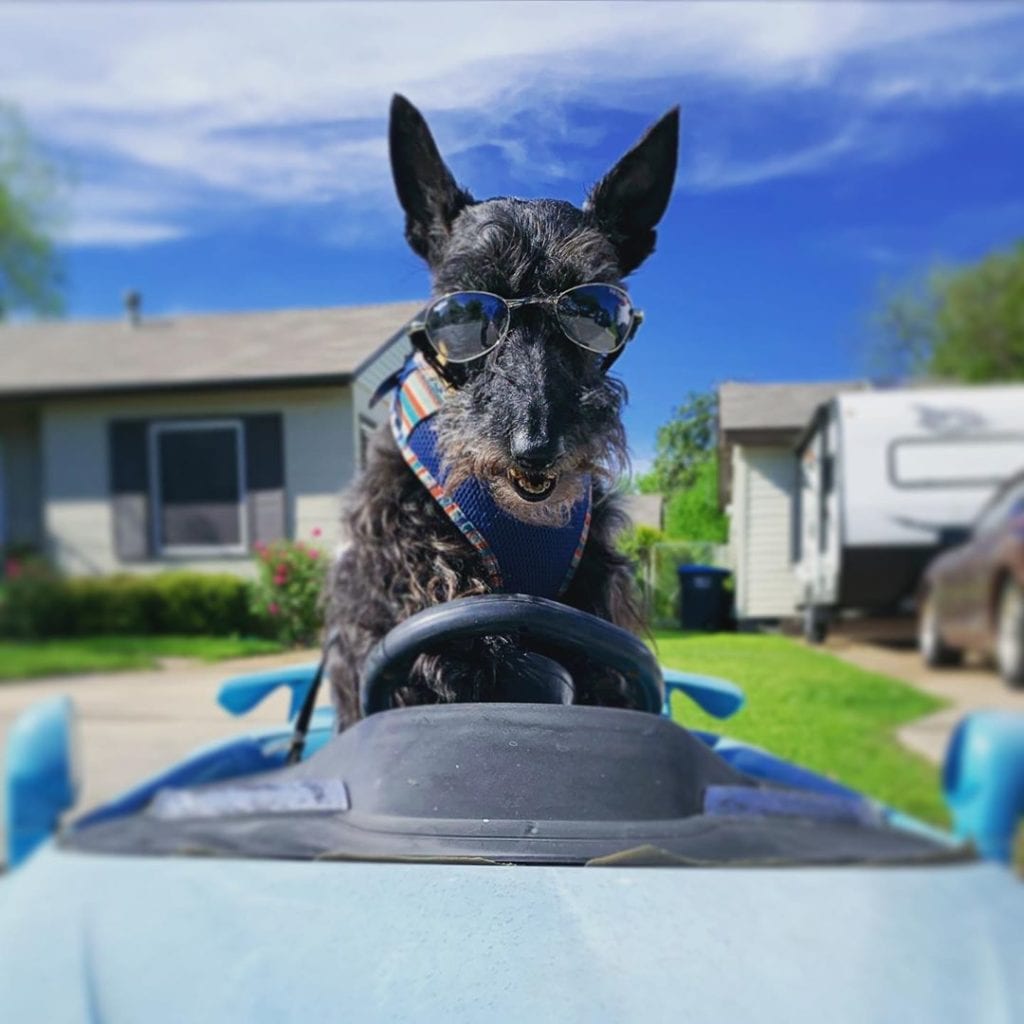 30 Happy Dogs Who Live For Their Next Car Ride