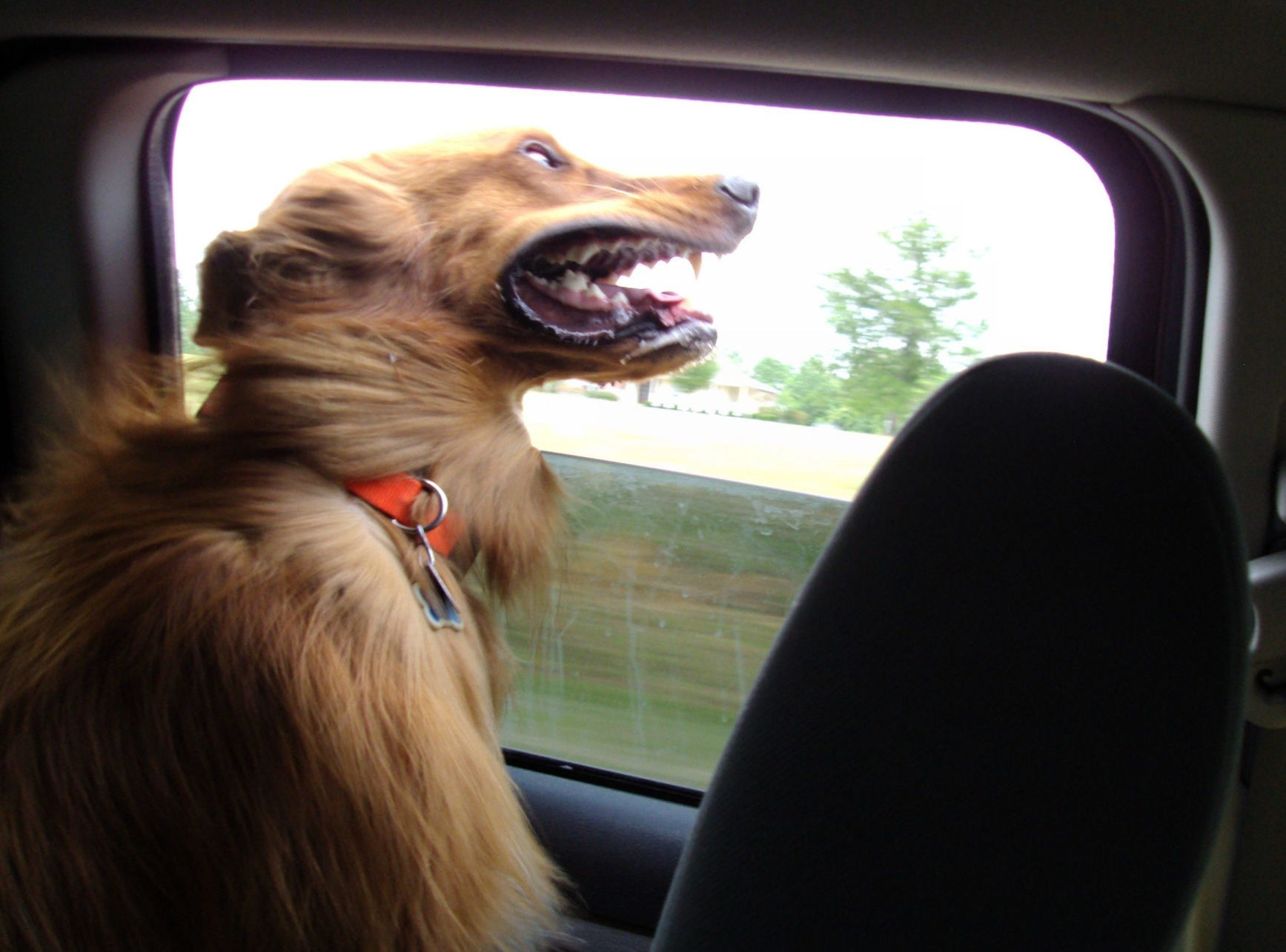 30 Happy Dogs Who Live For Their Next Car Ride