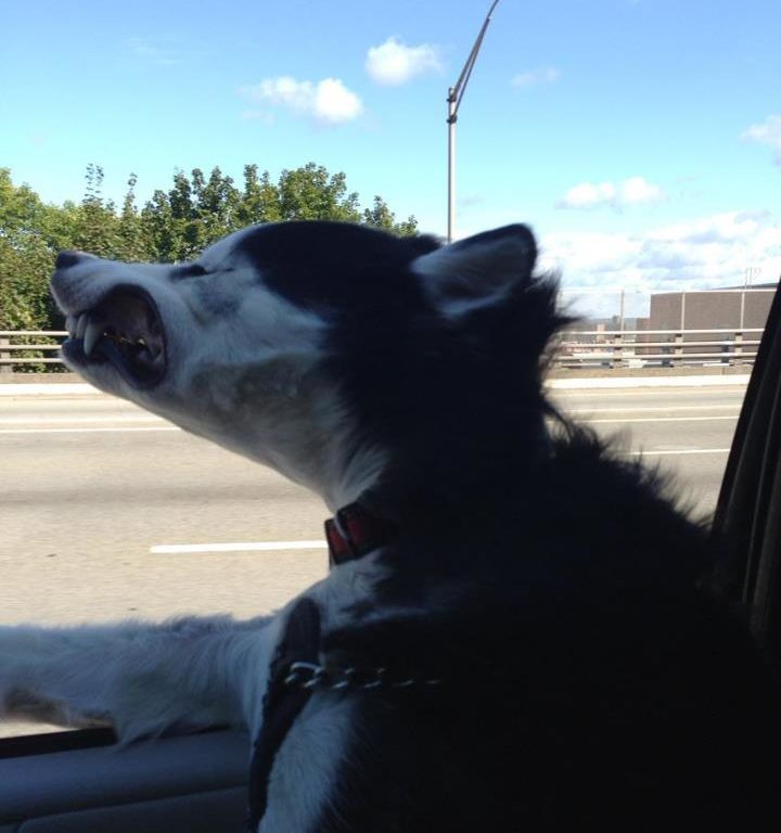 30 Happy Dogs Who Live For Their Next Car Ride
