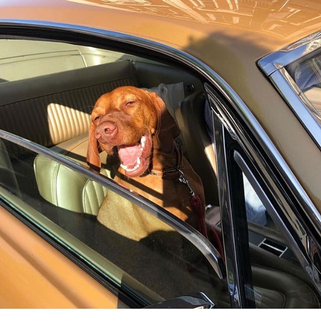 30 Happy Dogs Who Live For Their Next Car Ride