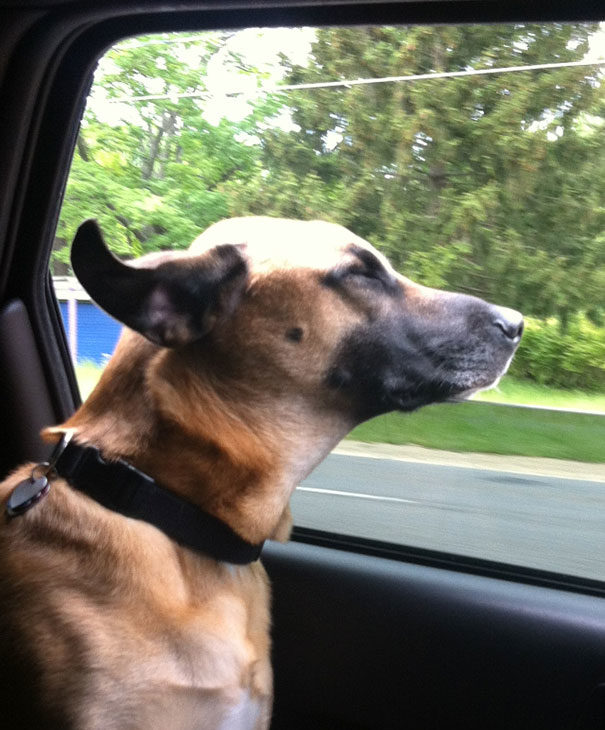 30 Happy Dogs Who Live For Their Next Car Ride