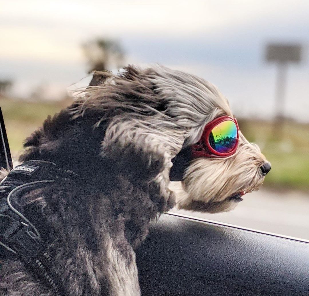 30 Happy Dogs Who Live For Their Next Car Ride