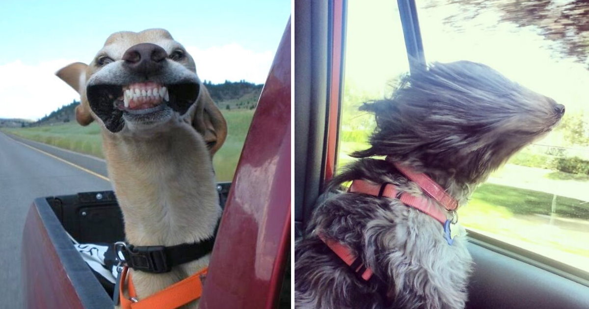 30 Happy Dogs Who Live For Their Next Car Ride