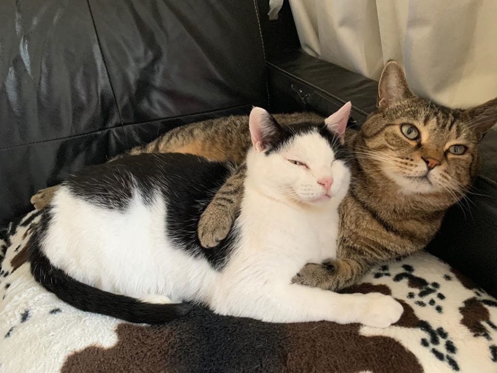 Cats Play With And Knock Down Dominoes In Cute Video