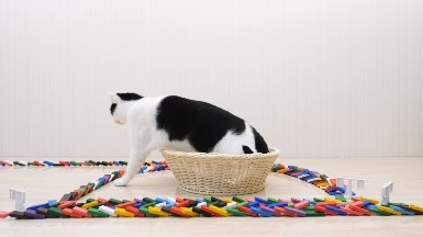 Cats Play With And Knock Down Dominoes In Cute Video