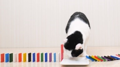 Cats Play With And Knock Down Dominoes In Cute Video