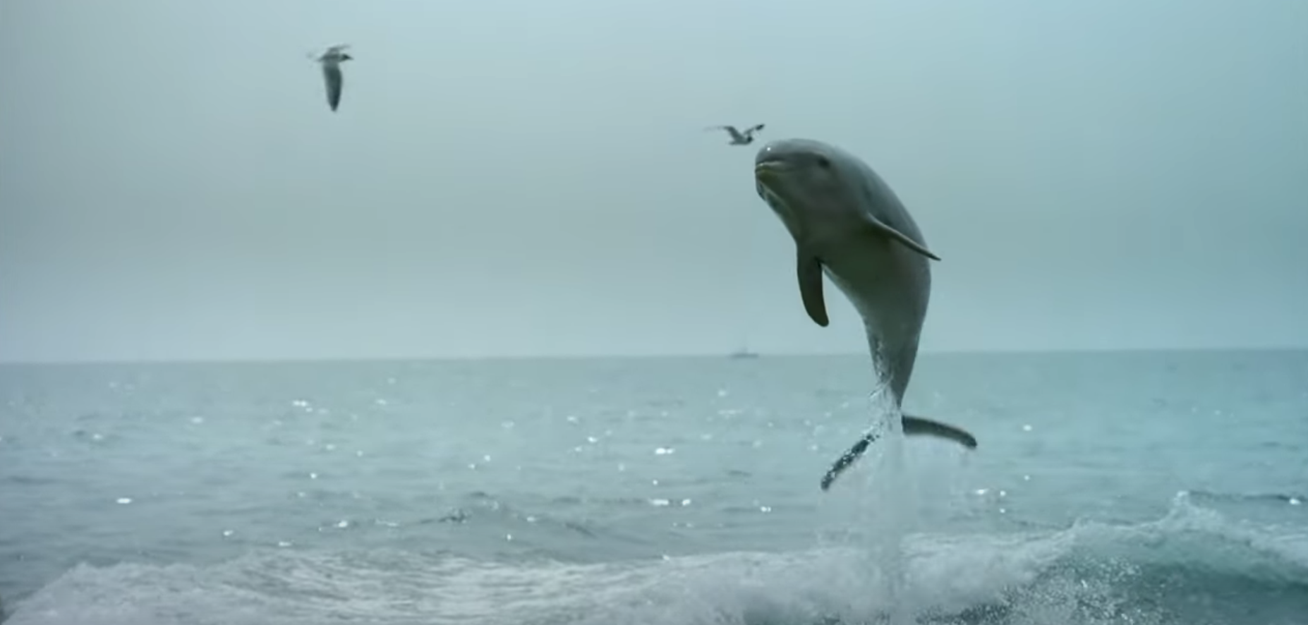 Wild dolphin swims up to boat and gives dog a kiss in adorable video