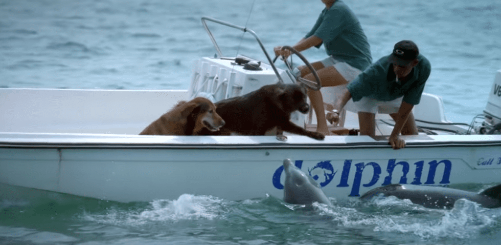 Wild dolphin swims up to boat and gives dog a kiss in adorable video