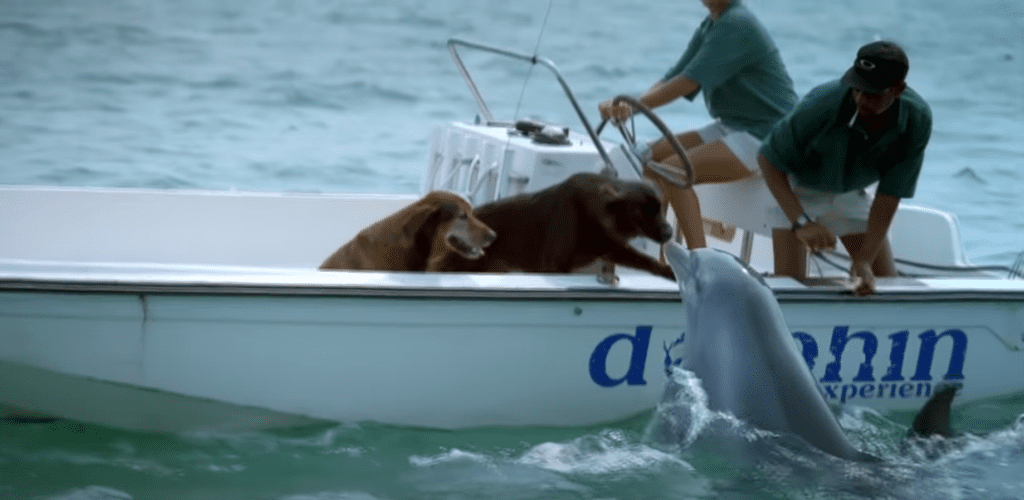 Wild dolphin swims up to boat and gives dog a kiss in adorable video