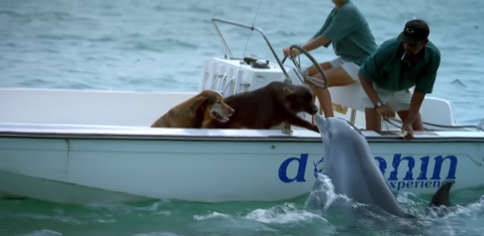 Wild dolphin swims up to boat and gives dog a kiss in adorable video