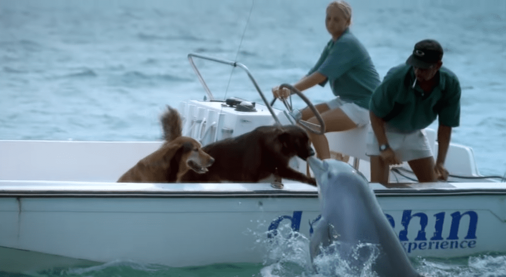 Wild dolphin swims up to boat and gives dog a kiss in adorable video