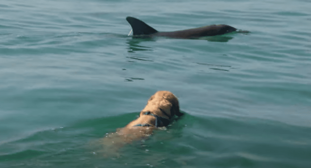 Wild dolphin swims up to boat and gives dog a kiss in adorable video