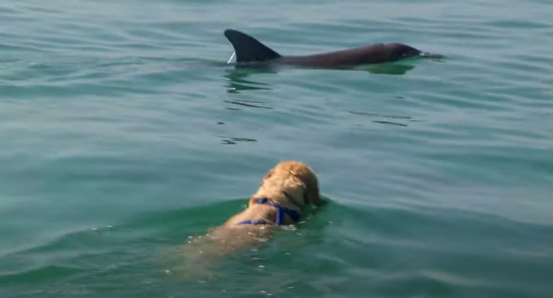 Wild dolphin swims up to boat and gives dog a kiss in adorable video