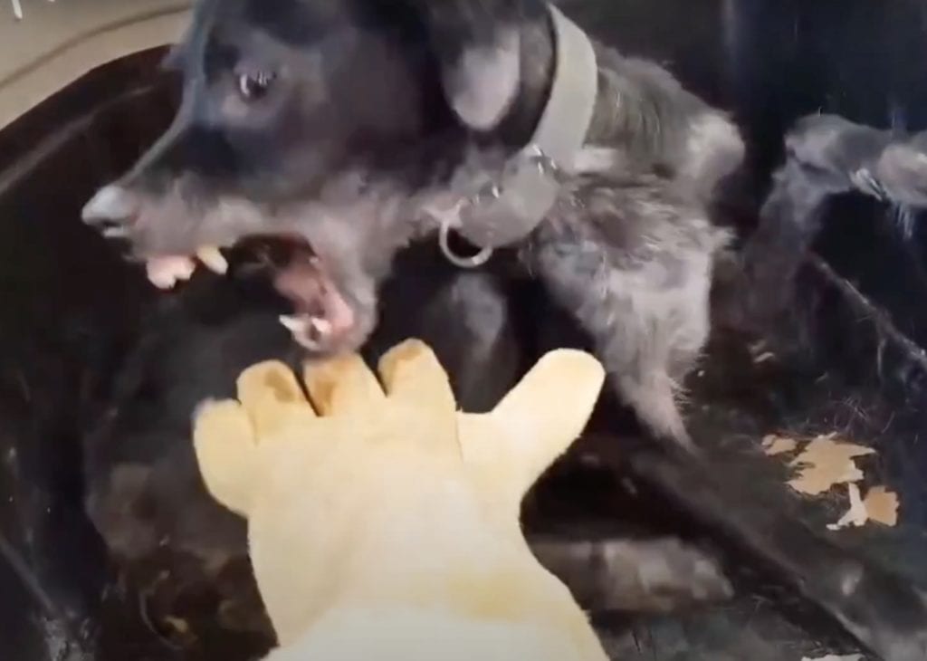 Aggressive dog finally lets someone touch him after years of being abused
