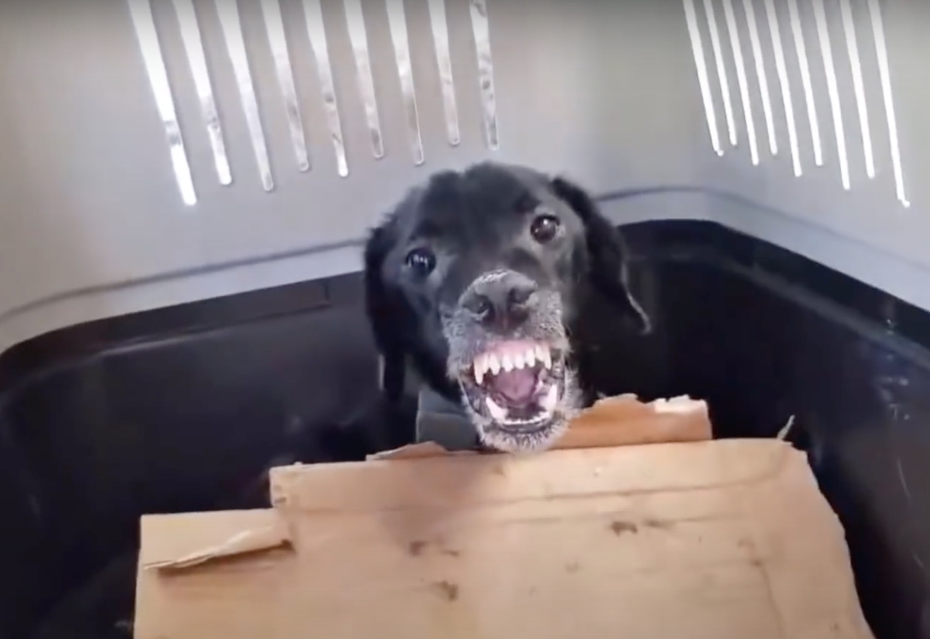 Aggressive dog finally lets someone touch him after years of being abused