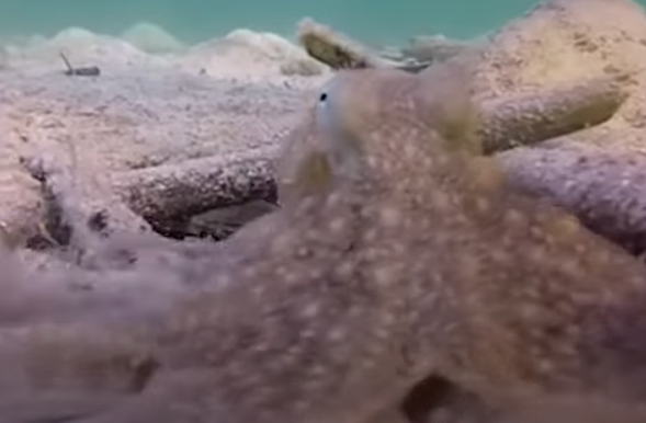 Woman becomes best friends with smart wild octopus