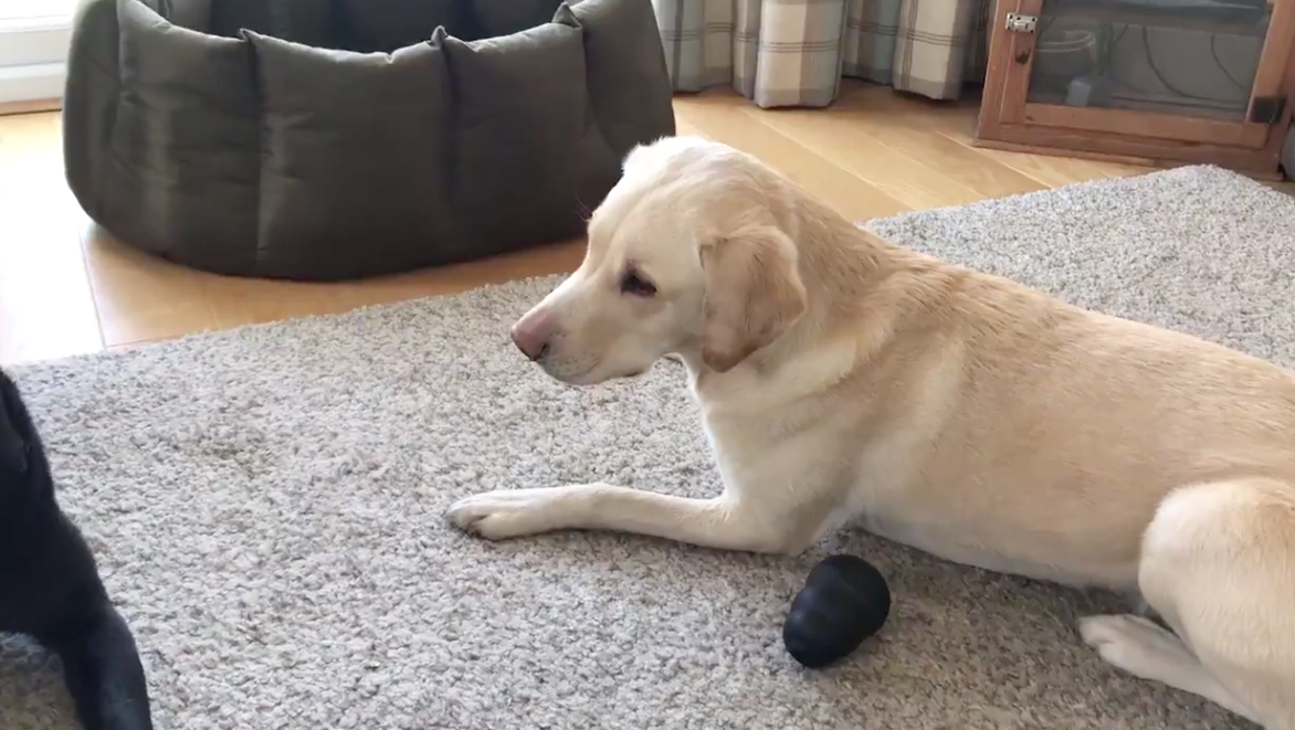 Sports commentator gives hilarious play-by-play of his dogs fighting ...