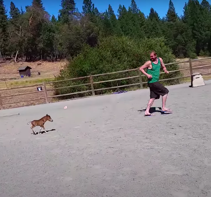 Adorable Miniature Horse Chases Man Around Pen