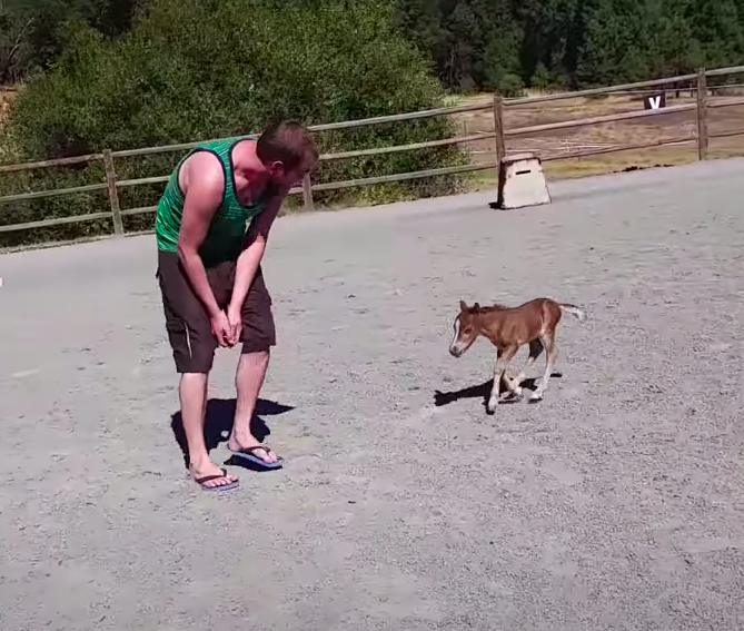 Adorable Miniature Horse Chases Man Around Pen