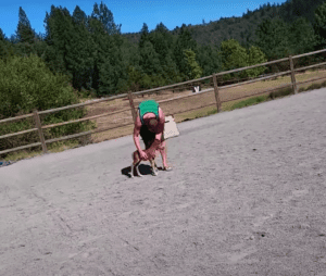 Adorable Miniature Horse Chases Man Around Pen