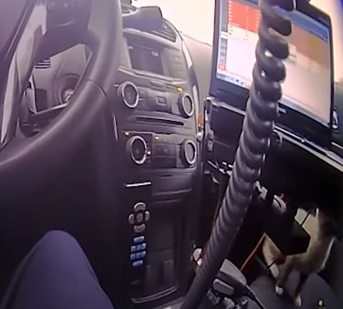 Kitten puts the moves on cop after she’s rescued from busy highway