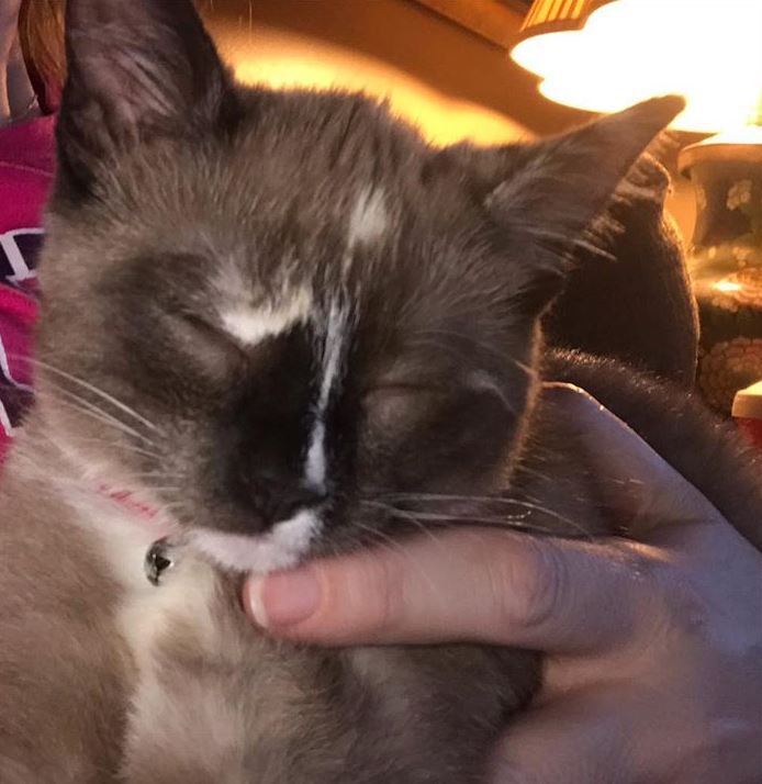 Kitten puts the moves on cop after she’s rescued from busy highway