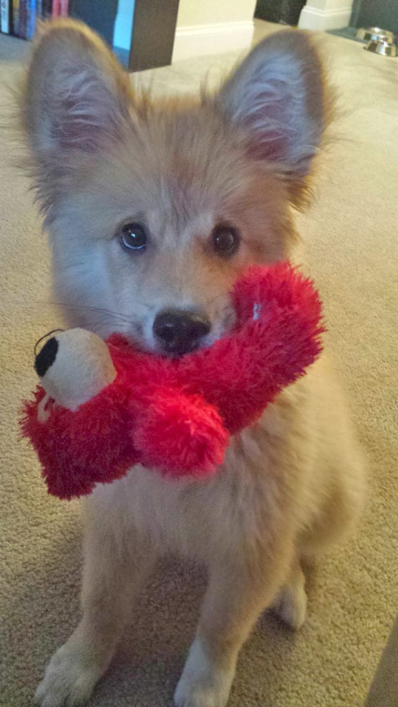 40 corgi mixed breeds you probably never realized could be so darn cute