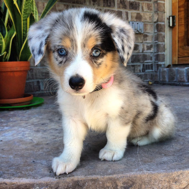40 corgi mixed breeds you probably never realized could be so darn cute