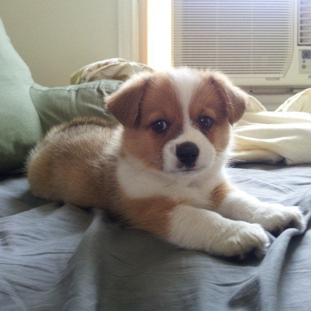 40 corgi mixed breeds you probably never realized could be so darn cute