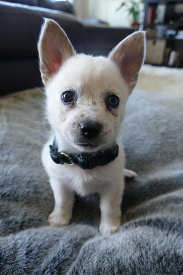 40 corgi mixed breeds you probably never realized could be so darn cute