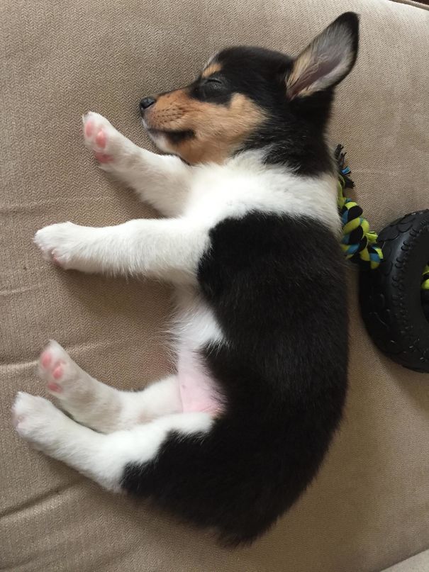 40 corgi mixed breeds you probably never realized could be so darn cute